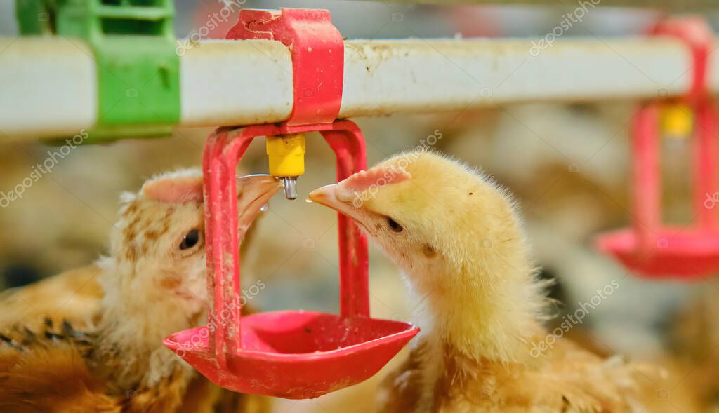 Pollos bebiendo agua por pezón en la granja familiar. NIPPLE DE BEBIDA ...