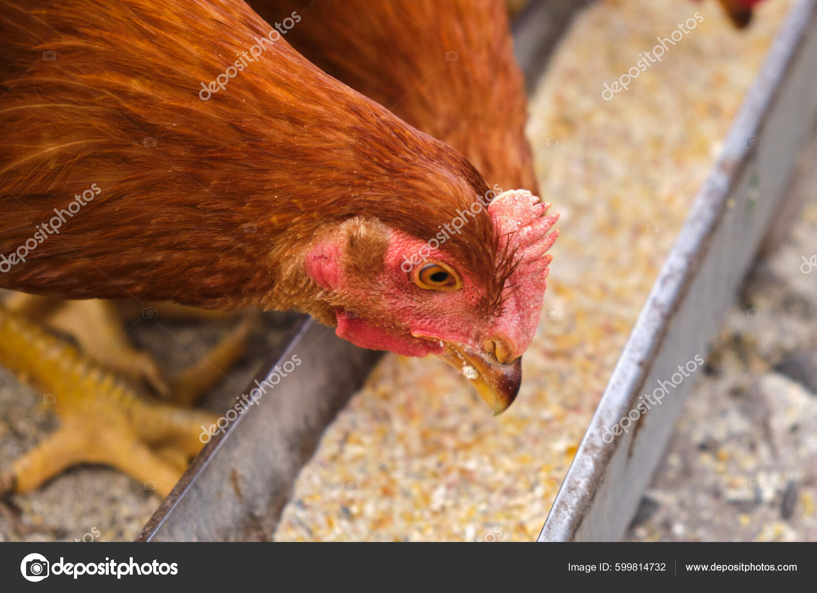 Chickens Pecking Feed Close Eating Food Backyard Hen House High — Stock ...