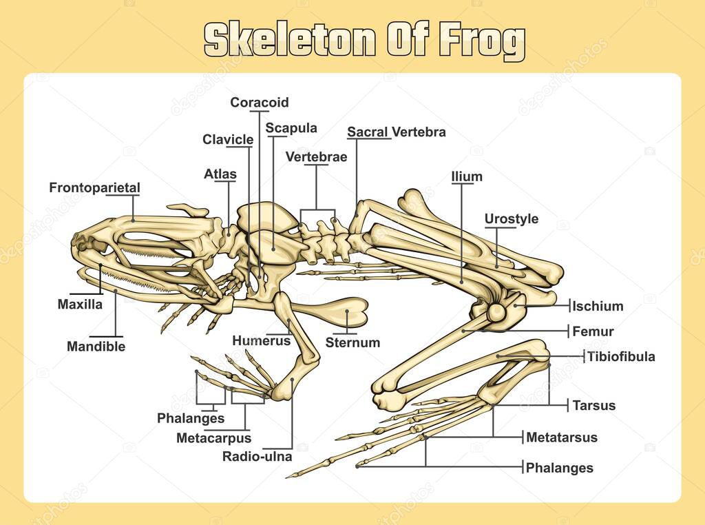 Esqueleto de una ilustración vectorial de ranas. archivo vectorial ...