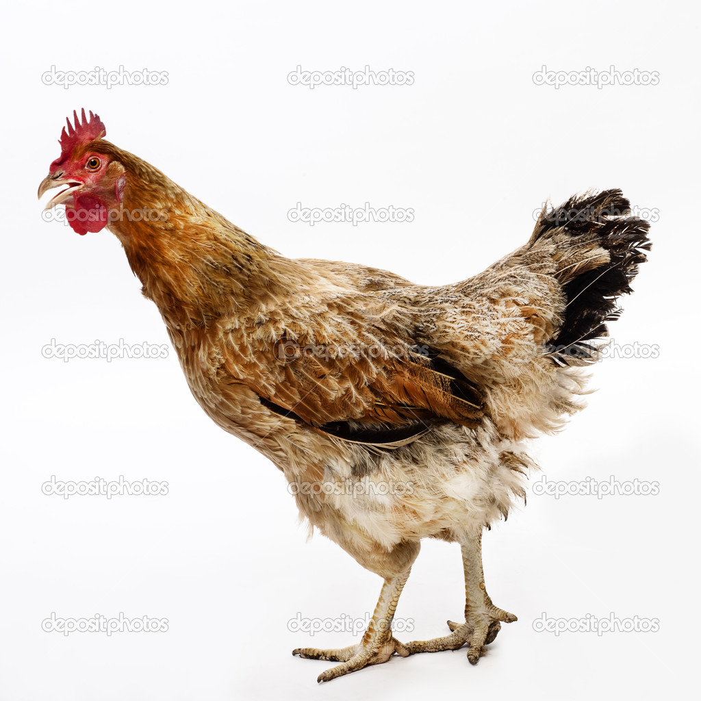 Fotos de Pollo vivo - Imagen de © operafoto #30153097