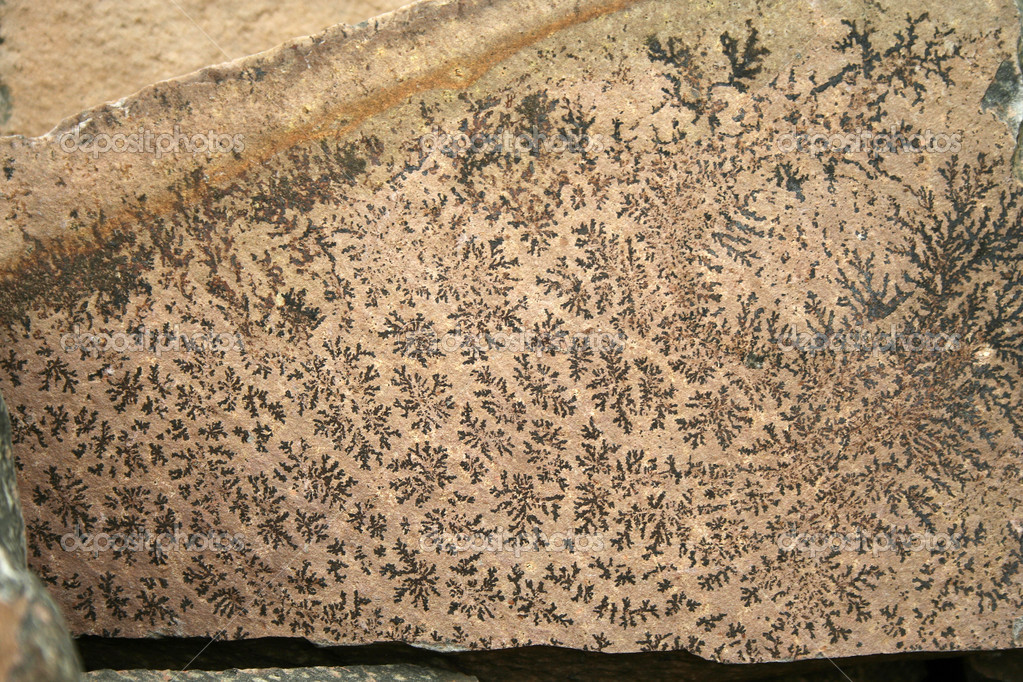 Algues fossilisées — Photographie OlegOkselenko © #26306065