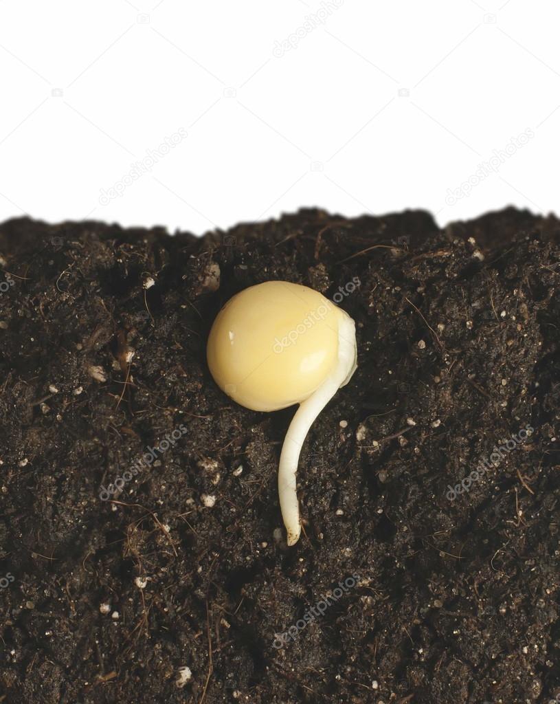 Semillas germinadas con la raíz en el suelo 2023