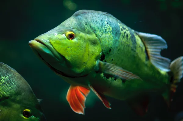 Nageoires rouges images libres de droit, photos de Nageoires rouges ...