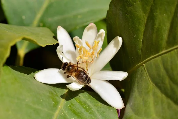 Detail of a bee in an orange blossom of a lemon tree in spring - Stock ...