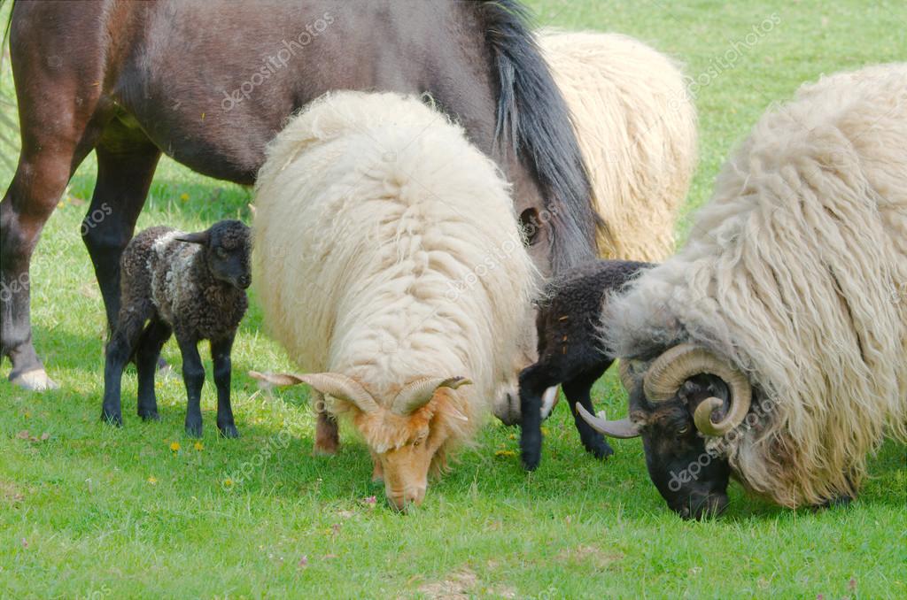 Farm Animals Grazing — Stock Photo © albaman #44944243