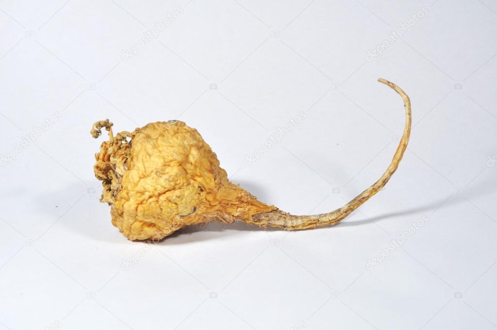 Maca roots Stock Photo by ©fotoves2 30035733