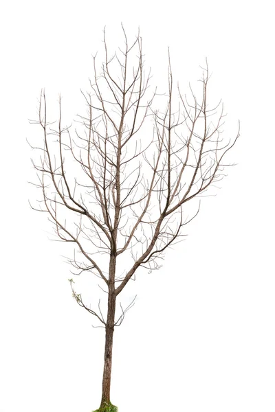 Sad tree Stock Photos, Royalty Free Sad tree Images | Depositphotos