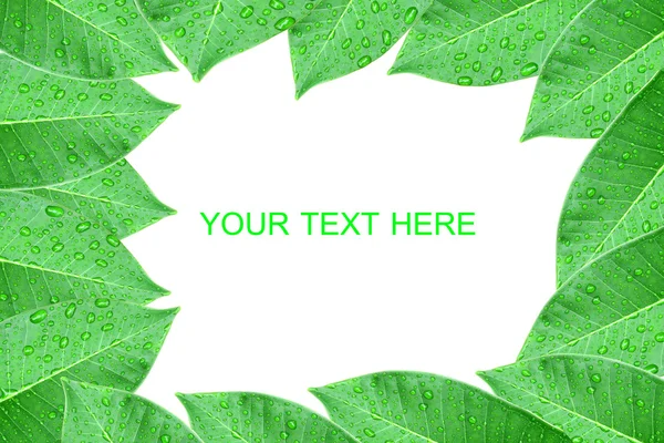 Leaflet background Stock Photos, Royalty Free Leaflet background Images ...