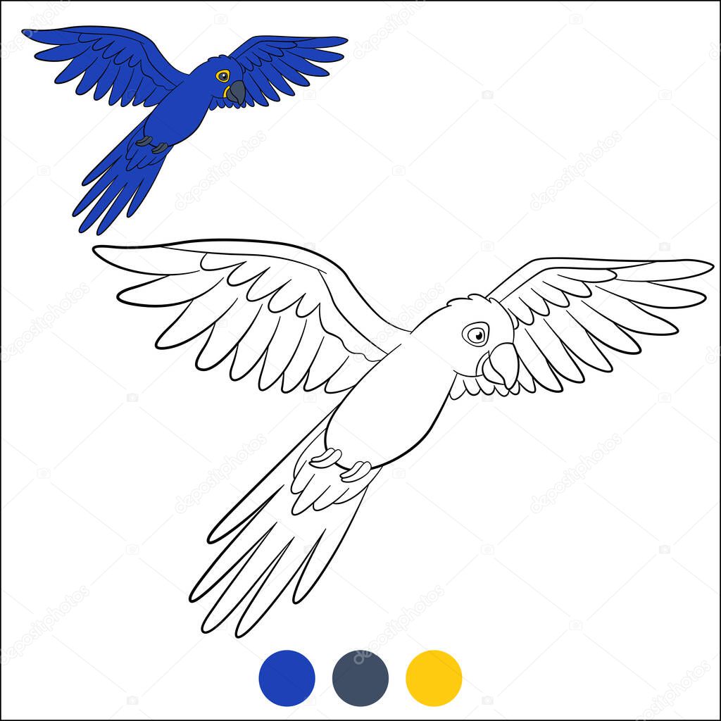 Disegni Da Colorare Pappagallo Volante Piccione 2 Uccelli