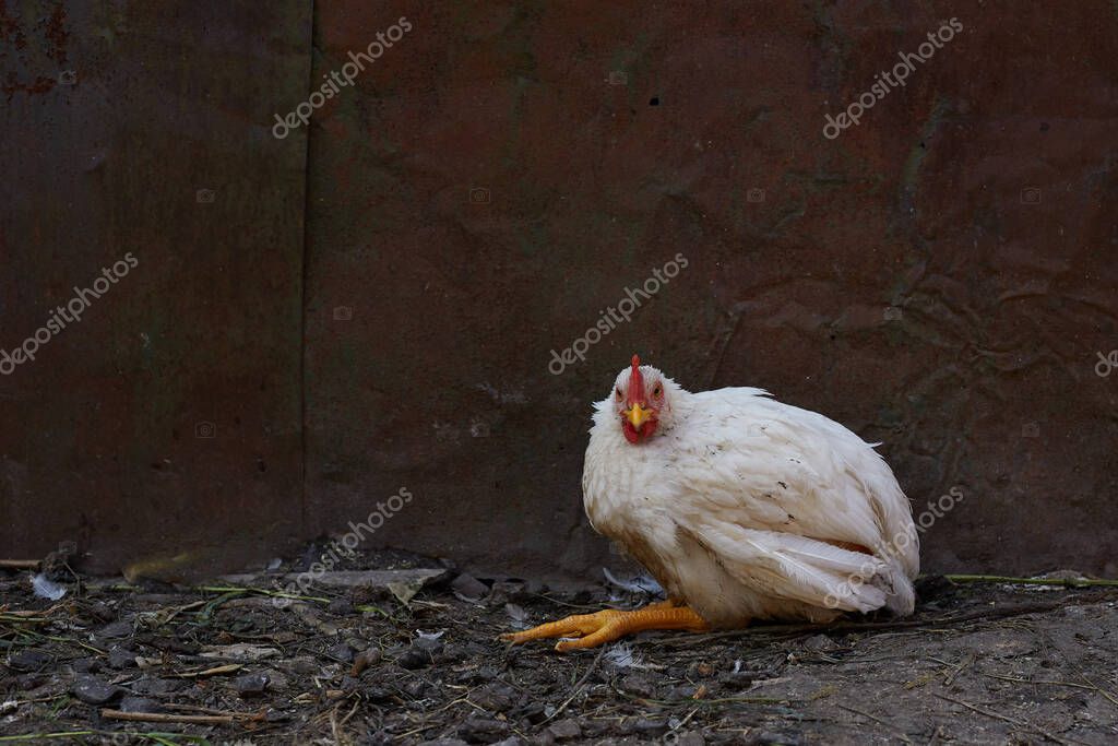 Una gallina de engorde está enferma tiene las piernas feas vive en una ...