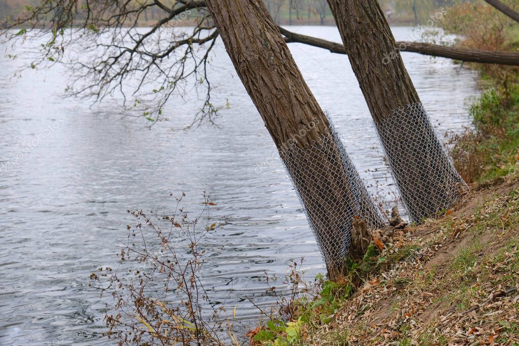Esgrima de malla de acero en los árboles para evitar que los castores ...