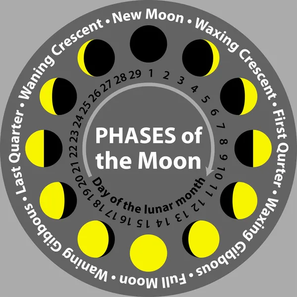 7,300 Moon phases Vector Images - Free & Royalty-free Moon phases ...