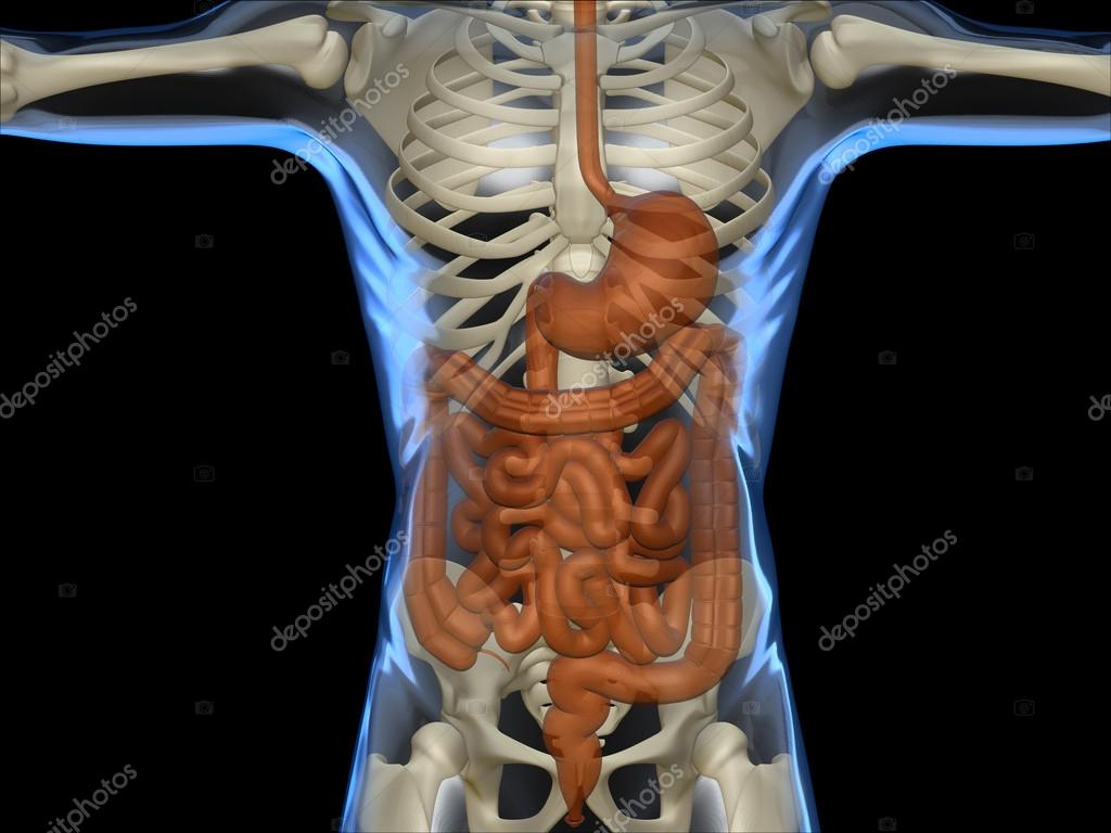 Corps humain avec l'intestin et squelette — Photographie vampy1 © #24971987