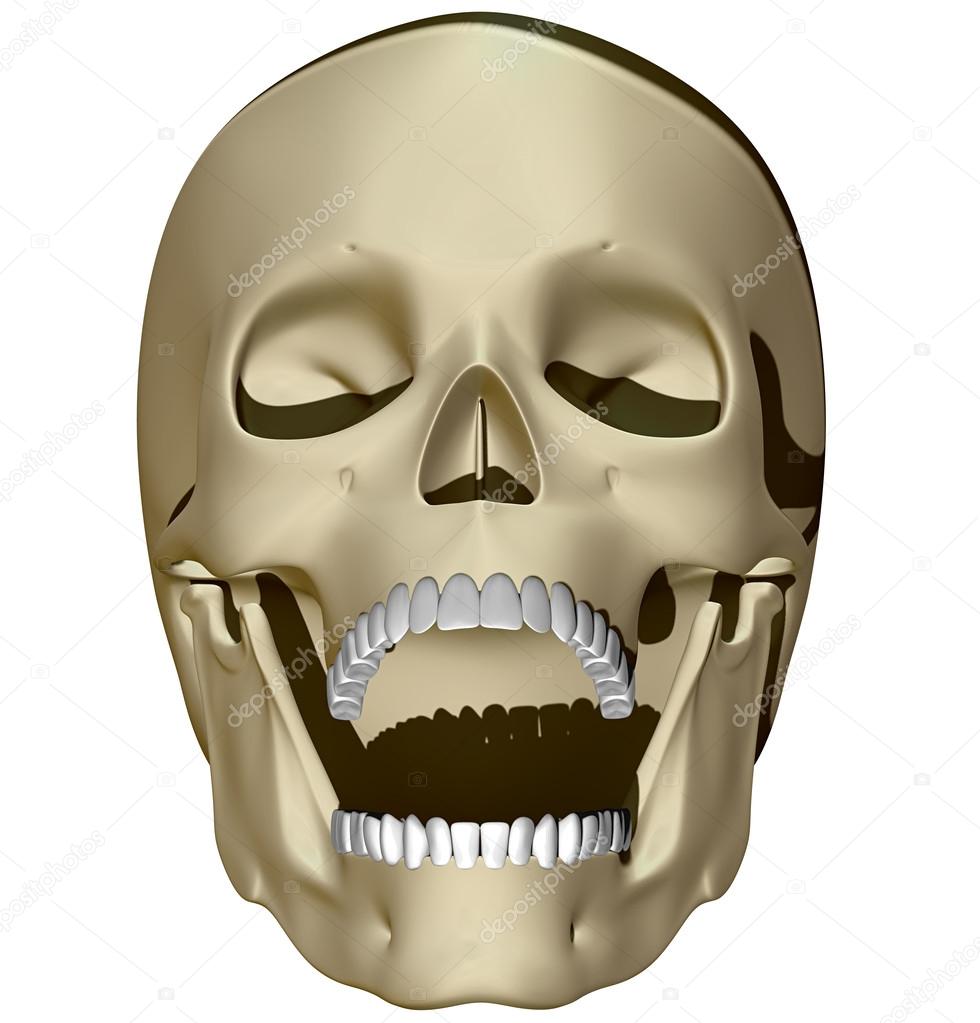 Fotos de Calavera vista desde el frente con la boca abierta - Imagen de ...