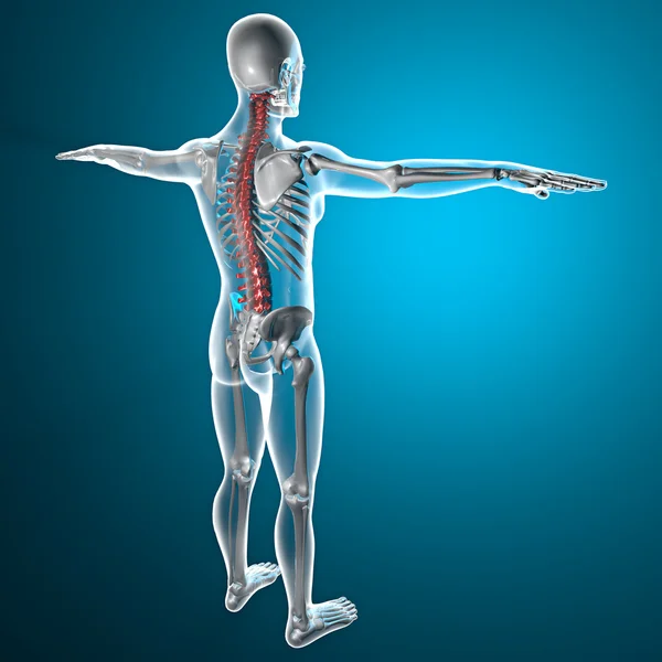 Spine x-ray skeleton Stock Photo by ©vampy1 29796273