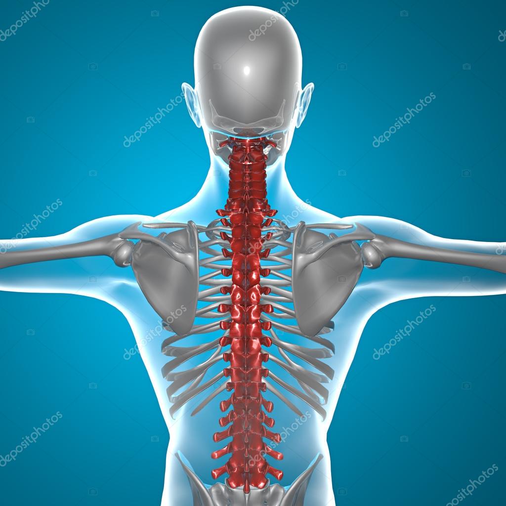 Spine x-ray skeleton Stock Photo by ©vampy1 29796273
