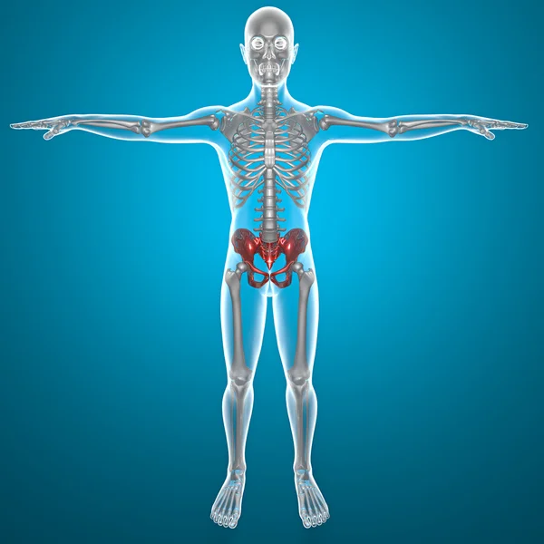 Radiographie de bassin bassin corps humain — Photographie vampy1 ...