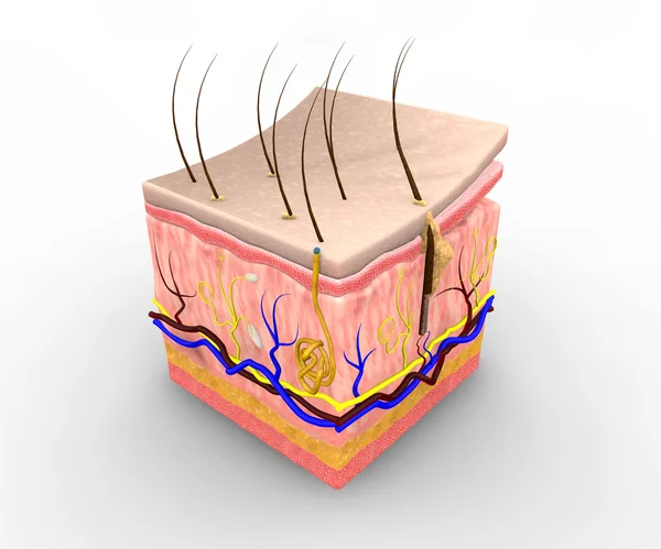 Skin layers Stock Photos, Royalty Free Skin layers Images | Depositphotos