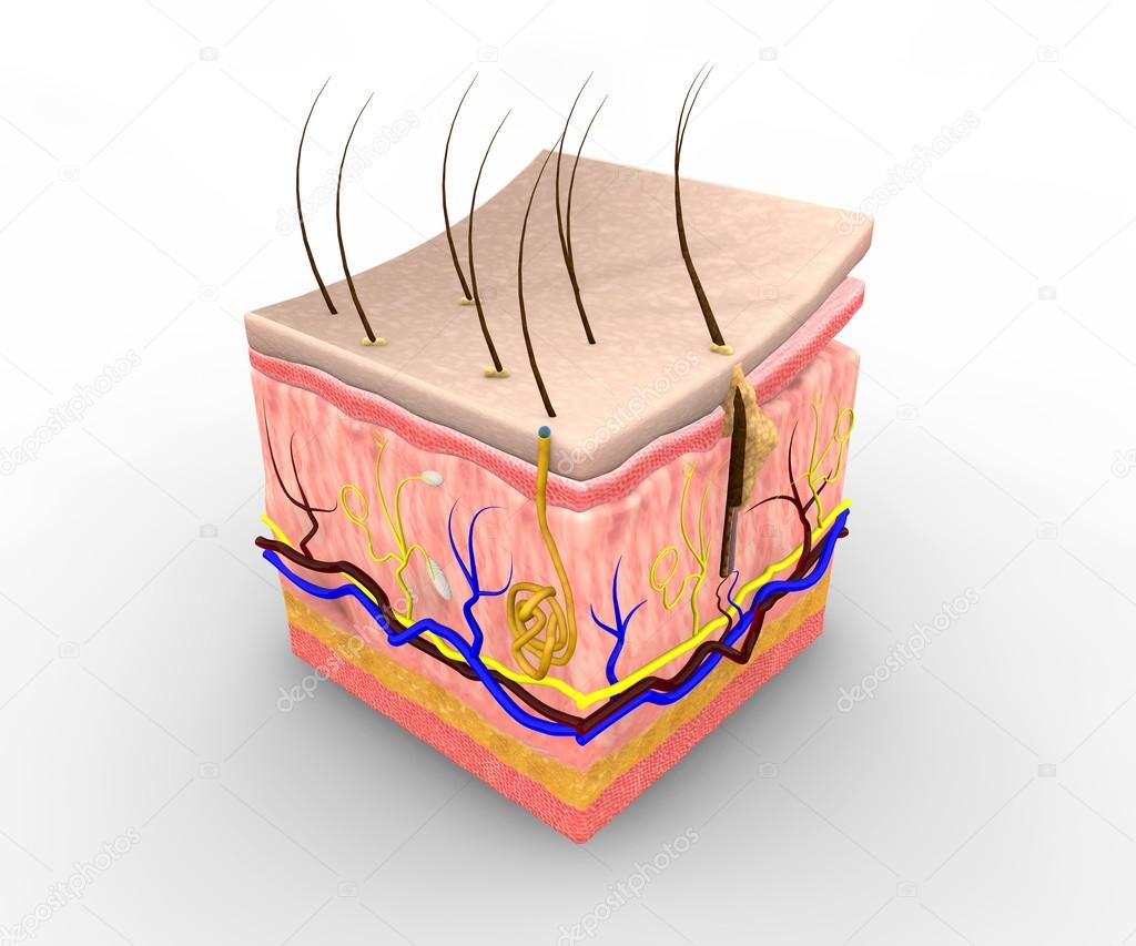 Skin layers — Stock Photo © vampy1 #35431131