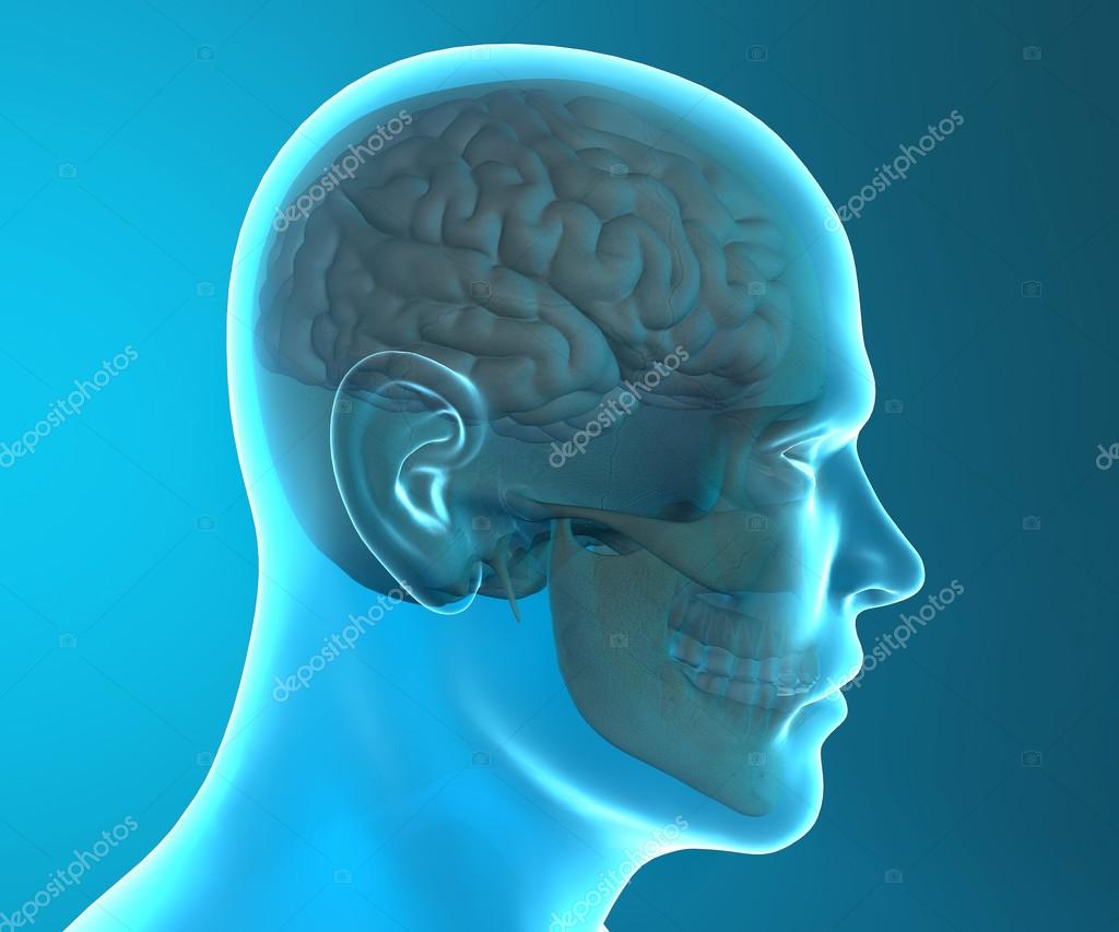 Imagen del cráneo humano 2023