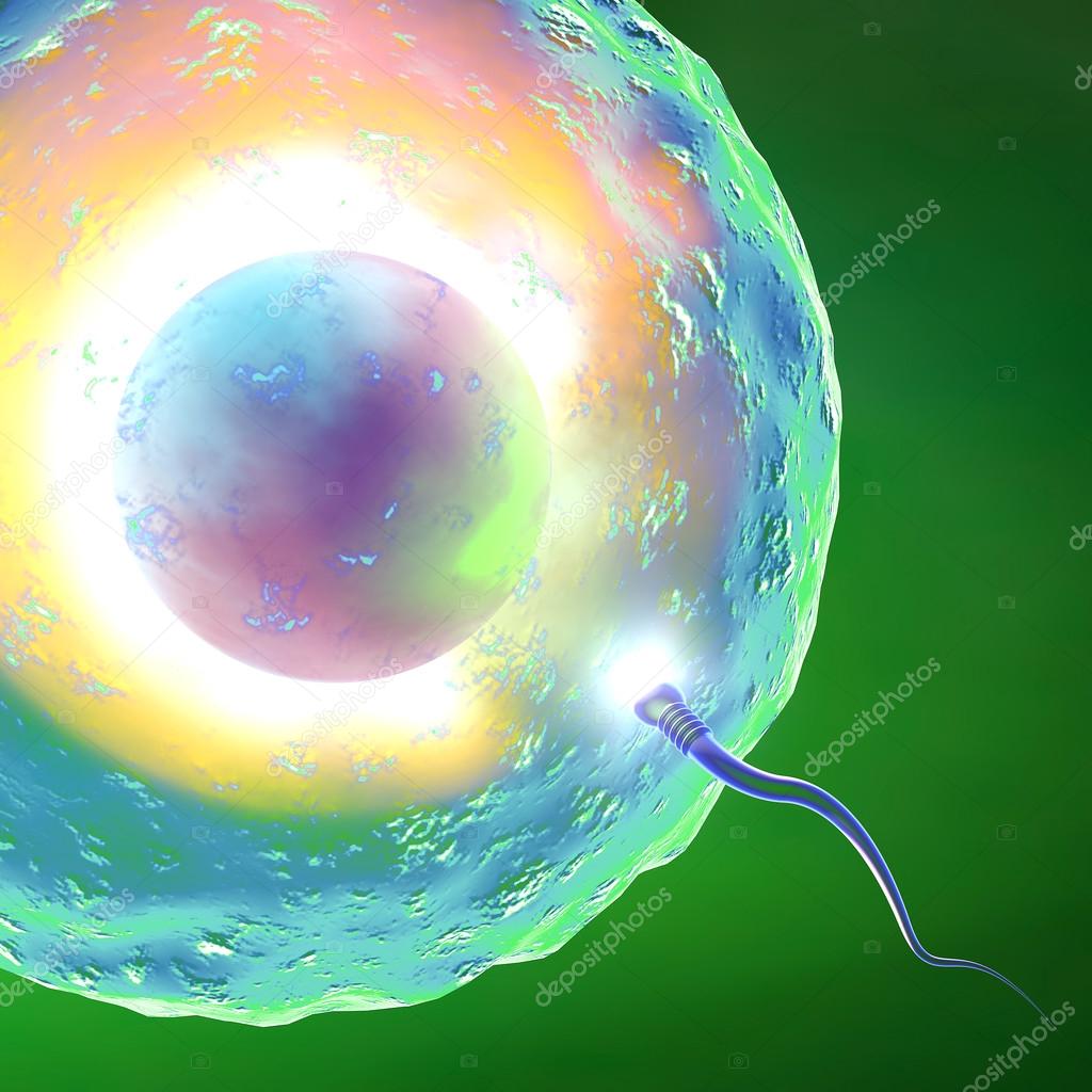 Ovum and sperm — Stock Photo © vampy1 #40638257