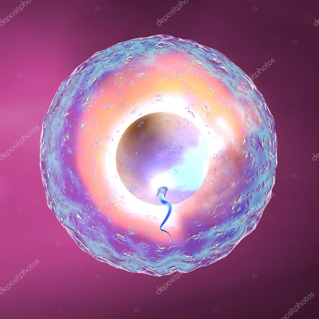 Ovum and sperm — Stock Photo © vampy1 #40639219