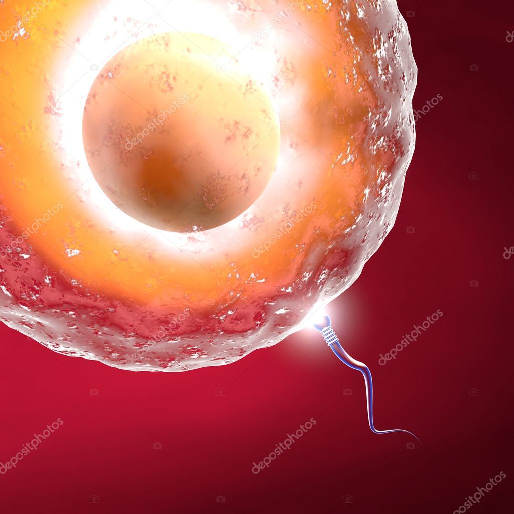 Ovum and sperm Stock Photo by ©vampy1 40712983