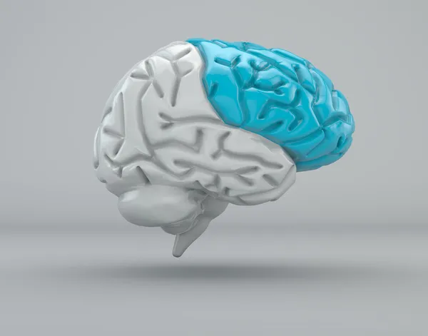 Brain neuron synapses Stock Photo by ©vampy1 100132070