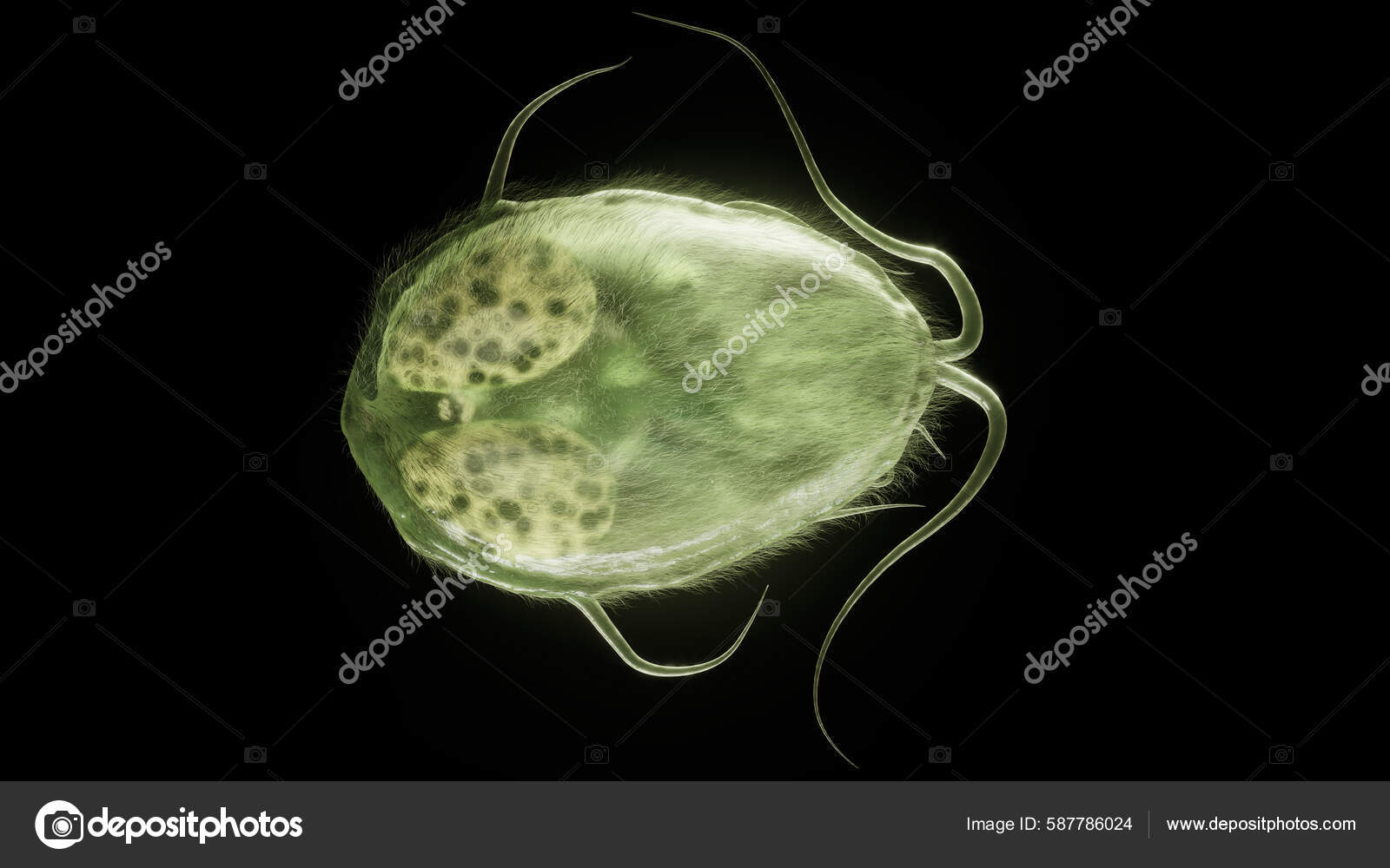 Giardia Lamblia Microscope