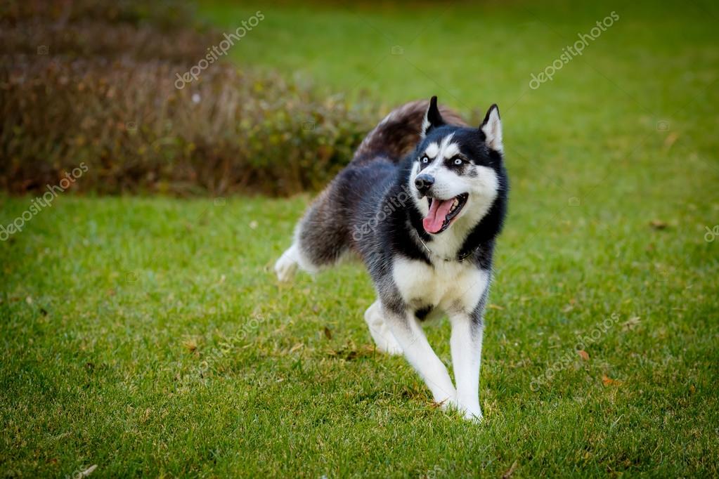 Jumping husky dog — Stock Photo © HannaNes #37979631