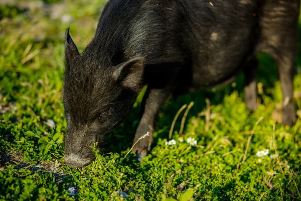 ᐈ Gazelle hoof stock photos, Royalty Free hooves images | download on ...