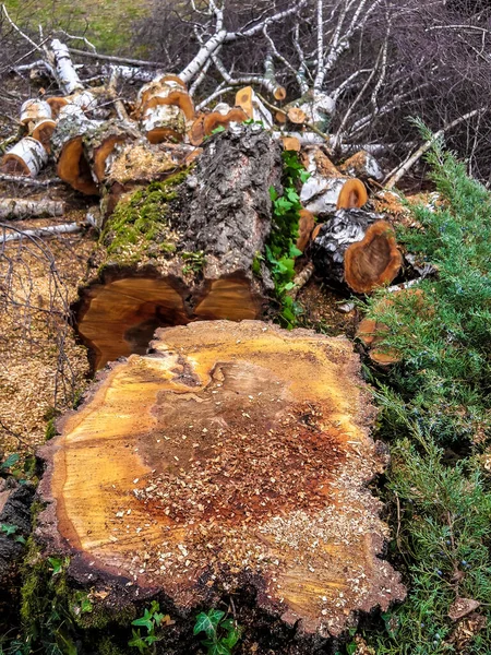 Deforestation machine Stock Photos, Royalty Free Deforestation machine ...