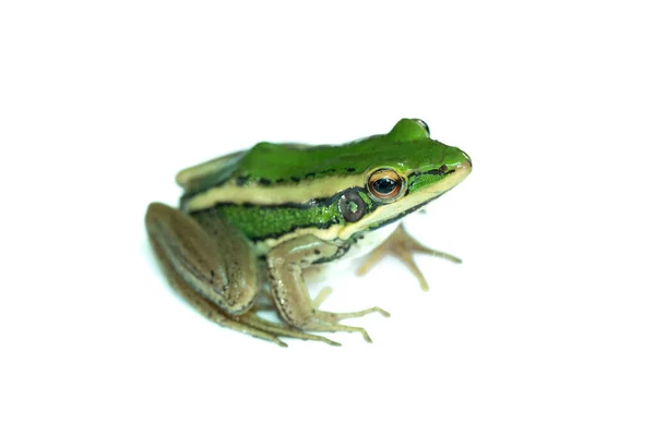 Frog top view Stock Photos, Royalty Free Frog top view Images ...