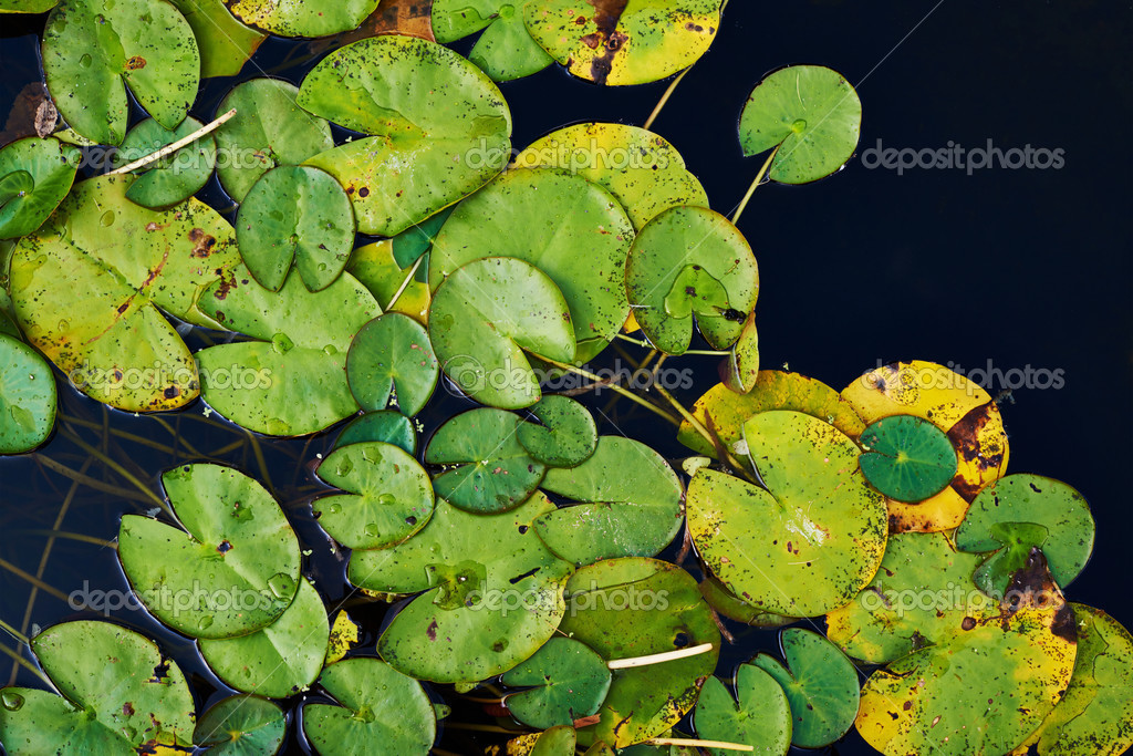 Water lily nymphaea leaves Stock Photo by ©exopixel 29650529