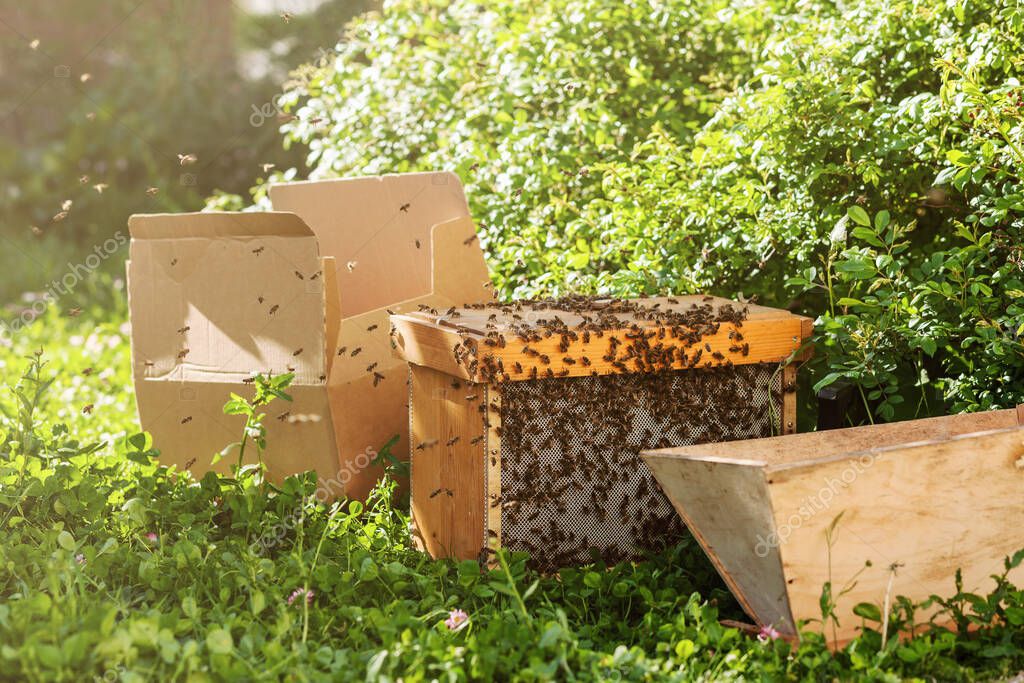 La cría de abejas. Las abejas vuelan a la Colmena. Instalando nueva ...