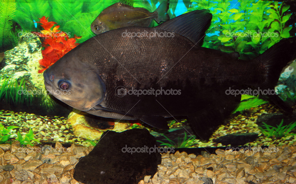 Big black fish Stock Photo by ©HellyF 31366661