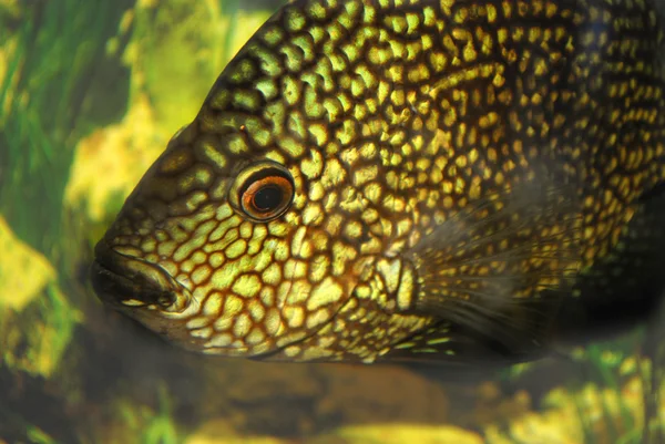 Big black fish Stock Photo by ©HellyF 31366661