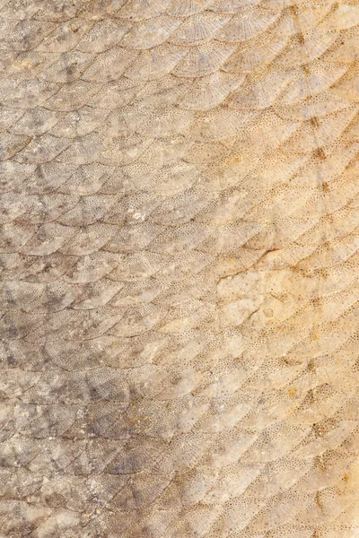 Pez textura fotos de stock, imágenes de Pez textura sin royalties ...