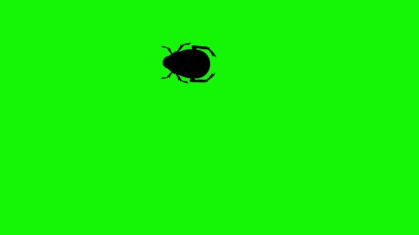 Bug Walking Animation Green Screen Chroma Key Stock Video Footage by ...