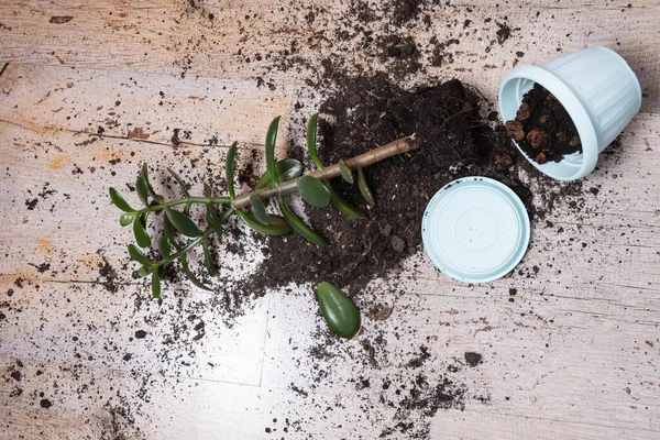 Potenciômetro de flor caiu Stock Photos, Royalty Free Potenciômetro de ...