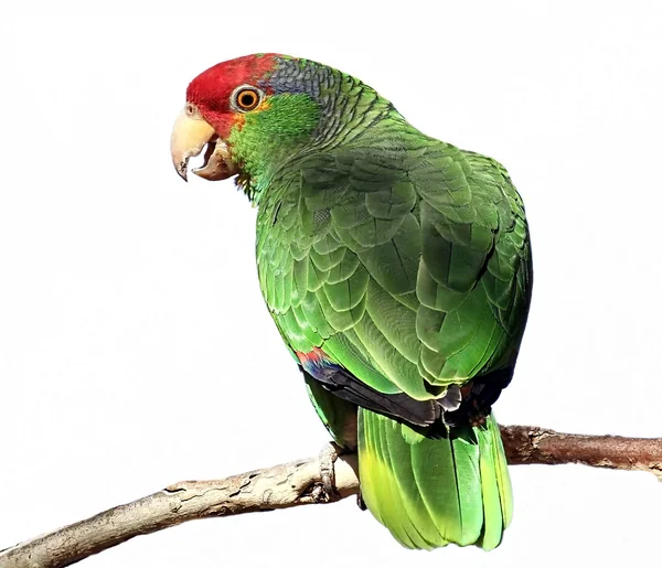Red crowned parrot Stock Photos, Royalty Free Red crowned parrot Images ...