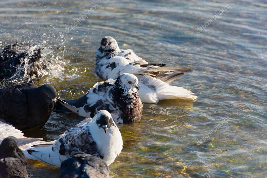 Palomas de agua para bañarse. Un grupo de grises multicolores. palomas ...