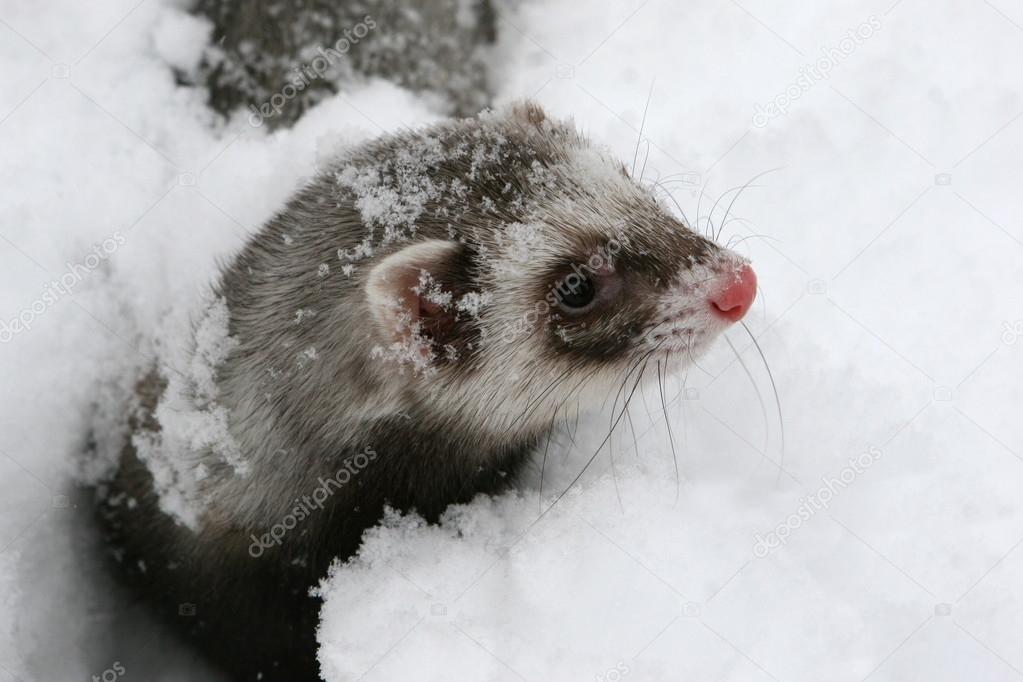 White Ferret In Snow