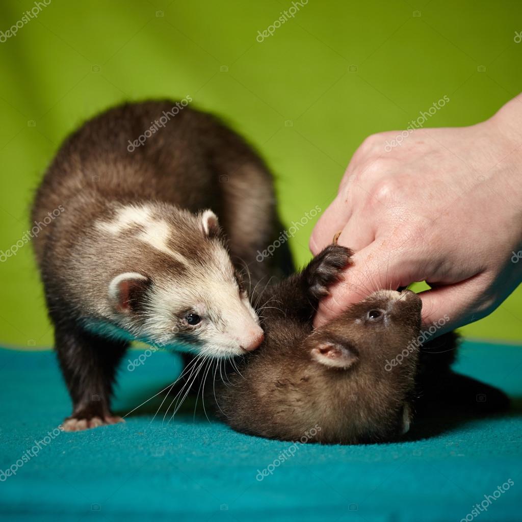 Two ferrets in studio Stock Photo by ©Couperfield 48563513