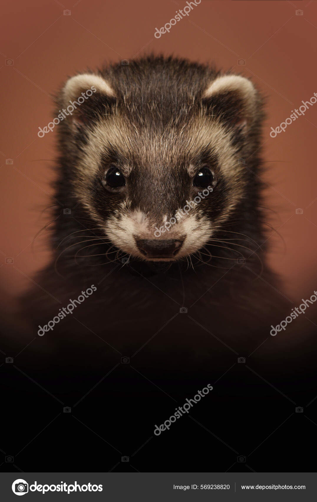 White Footed Sable Ferret