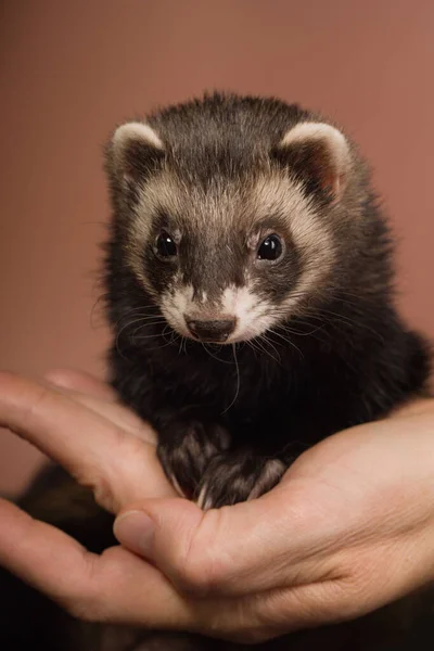 Sable Ferret