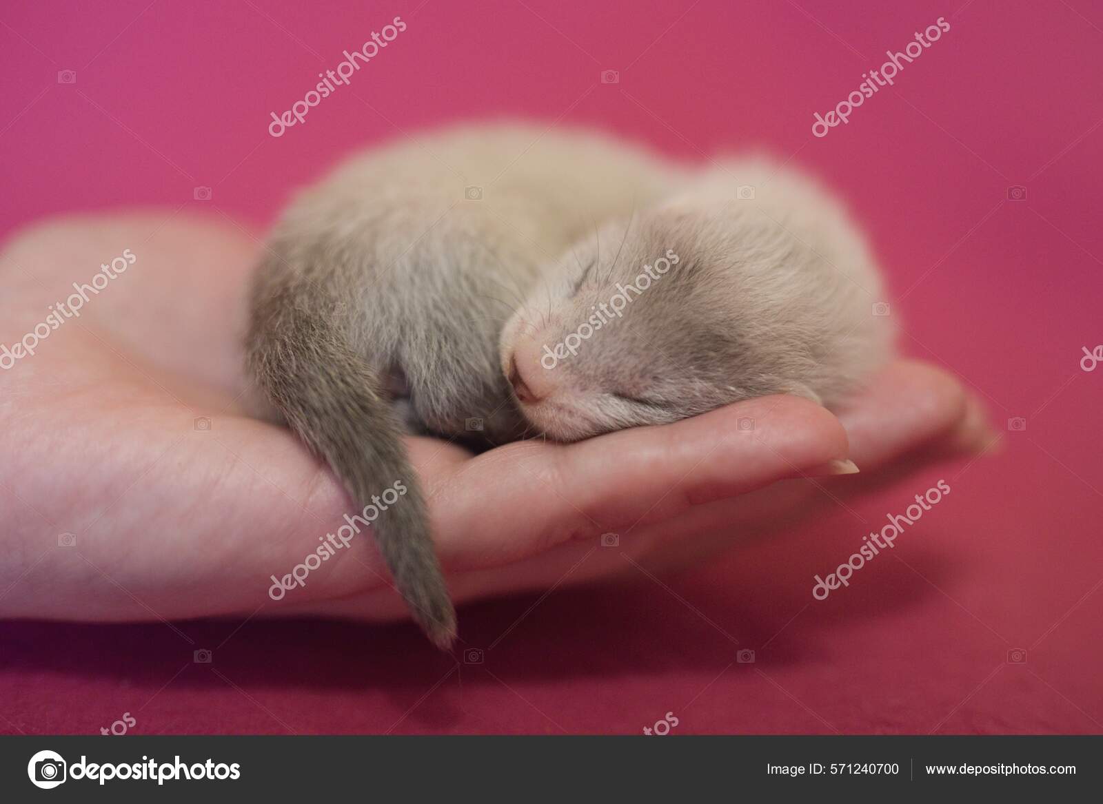 Newborn Ferret
