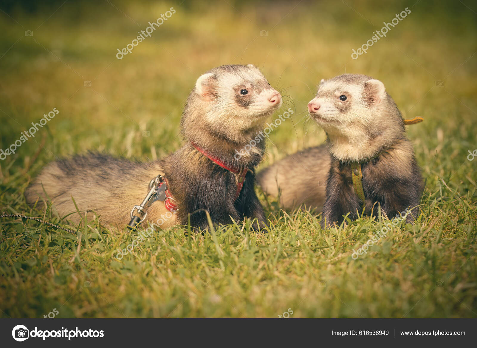 Ferrets Playing Together