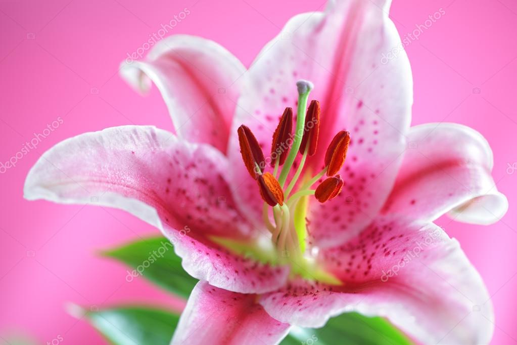 Stargazer Lily Stock Photo by ©BrianAJackson 24533467