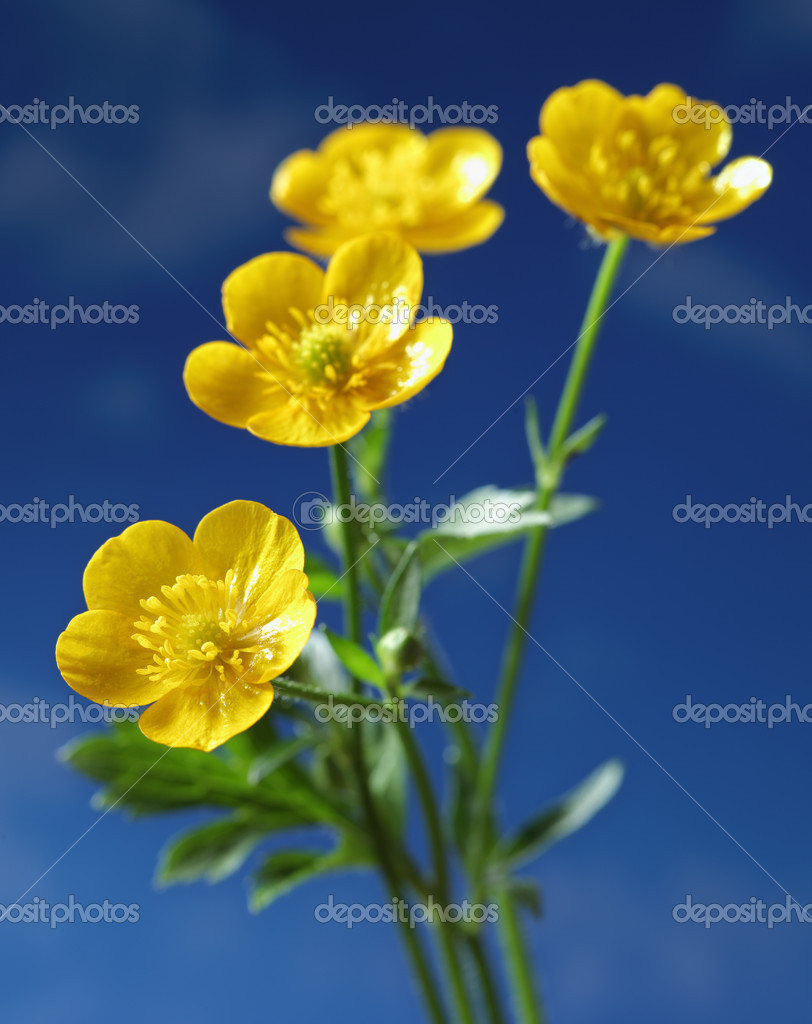 Buttercup flowers Stock Photo by ©BrianAJackson 24534317